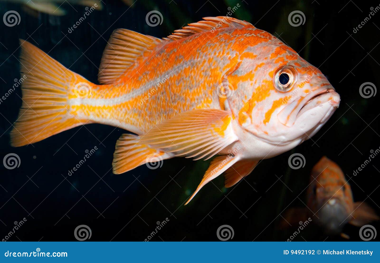 Tropisk fisk arkivfoto. Bild av färgrikt, fisk, stänga - 9492192