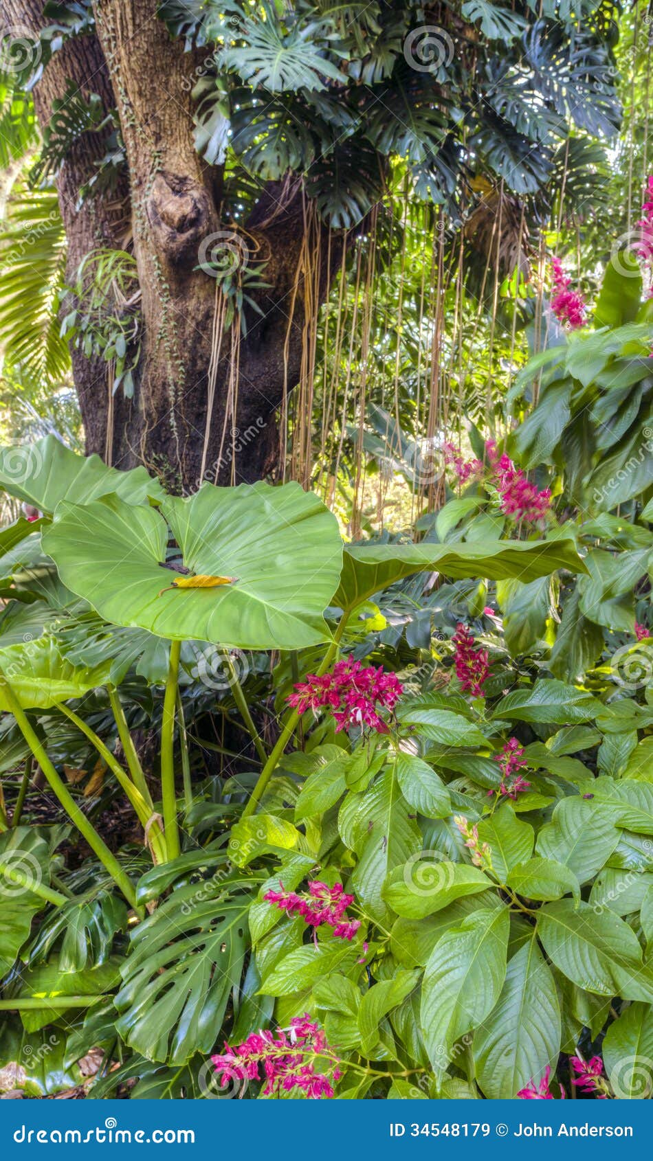Tropisk rainforest fotografering för bildbyråer. Bild av djungel - 34548179