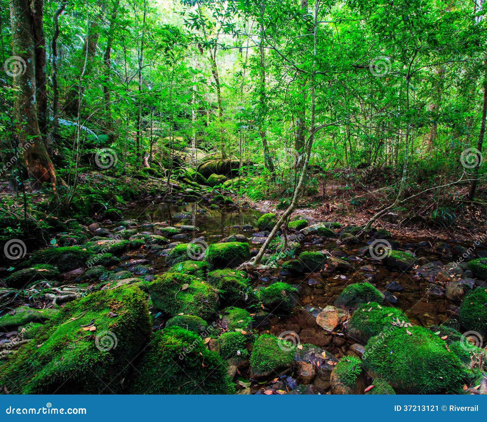 Tropisk regnskog fotografering för bildbyråer. Bild av dramatiskt ...