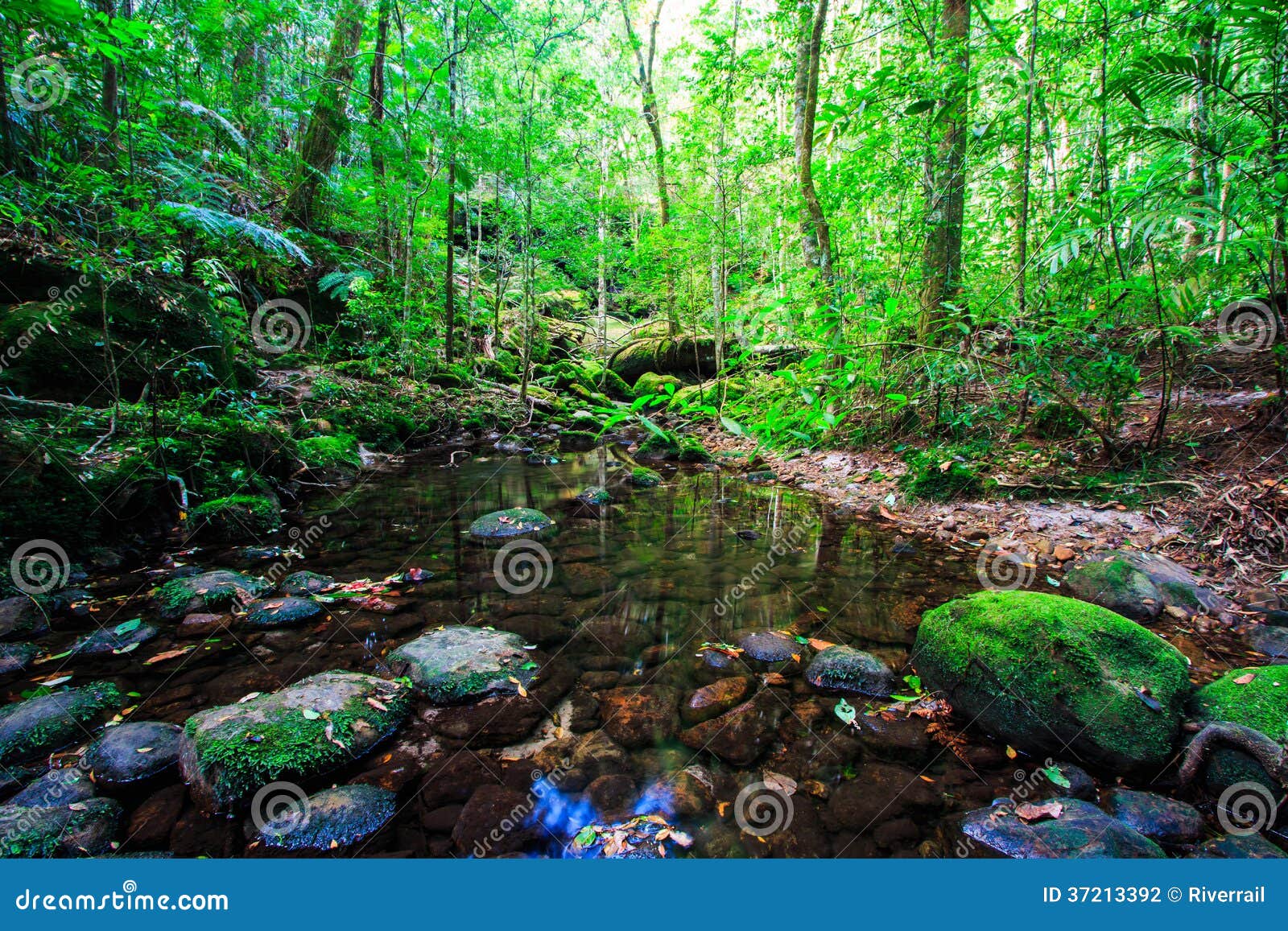 Tropisk regnskog arkivfoto. Bild av brigham, regn, mossa - 37213392