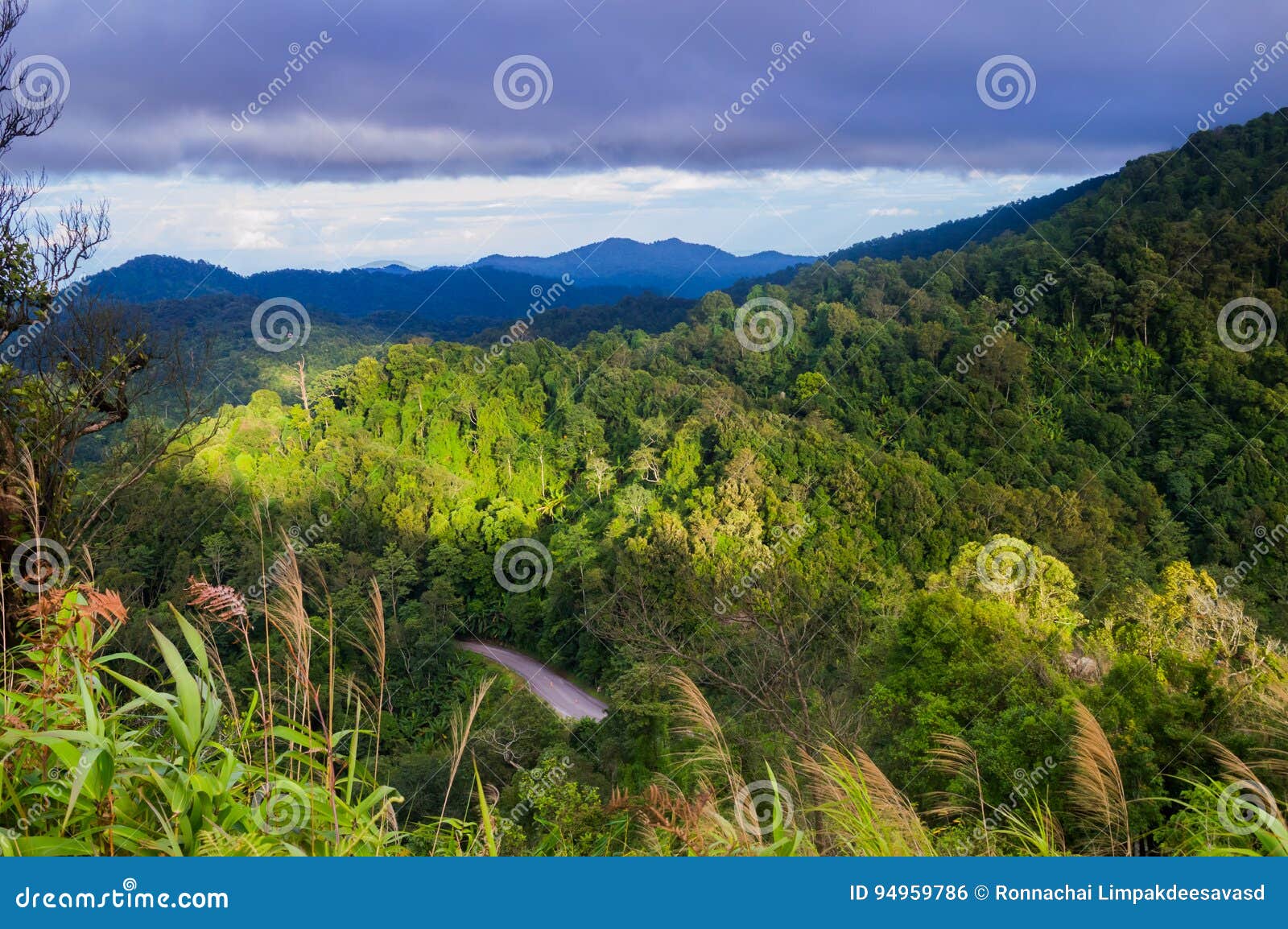 Tropisk Regnskog Efter Regn Arkivfoto - Bild av lopp, oklarhet: 94959786