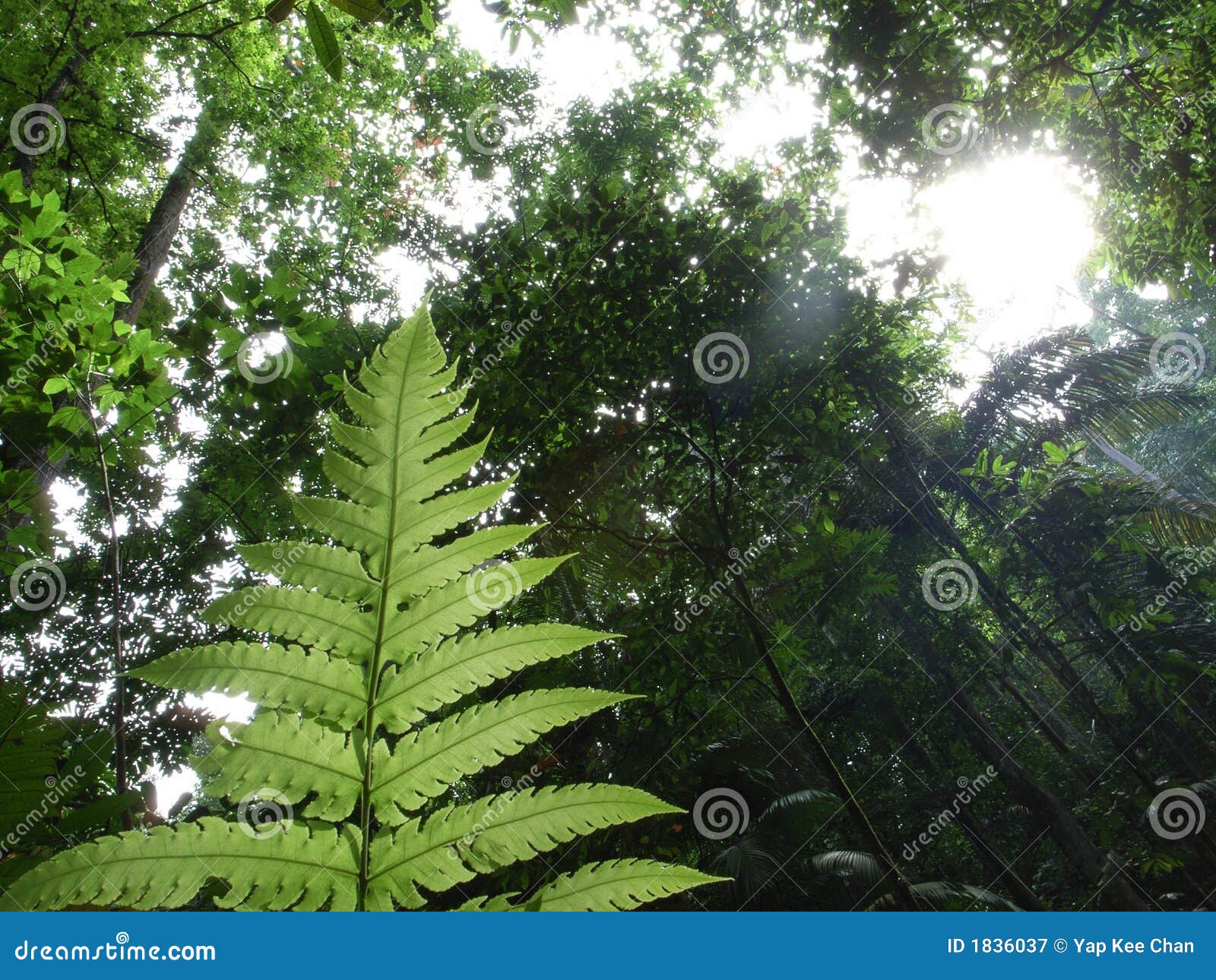 Tropisk skog fotografering för bildbyråer. Bild av klippa - 1836037