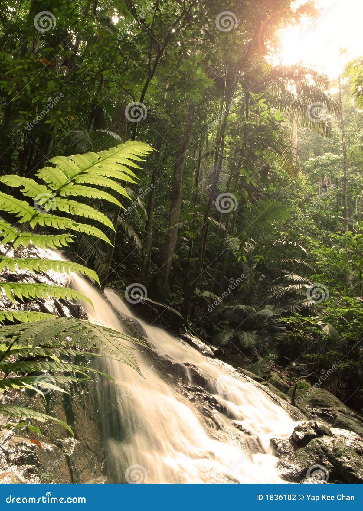 Tropisk skog arkivfoto. Bild av solljus, blad, färger - 1836102