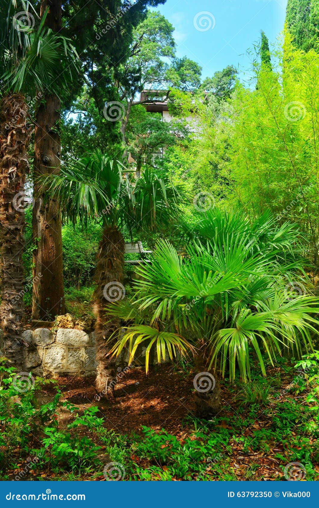 Tropisk skog arkivfoto. Bild av handflatan, kust, crimea - 63792350
