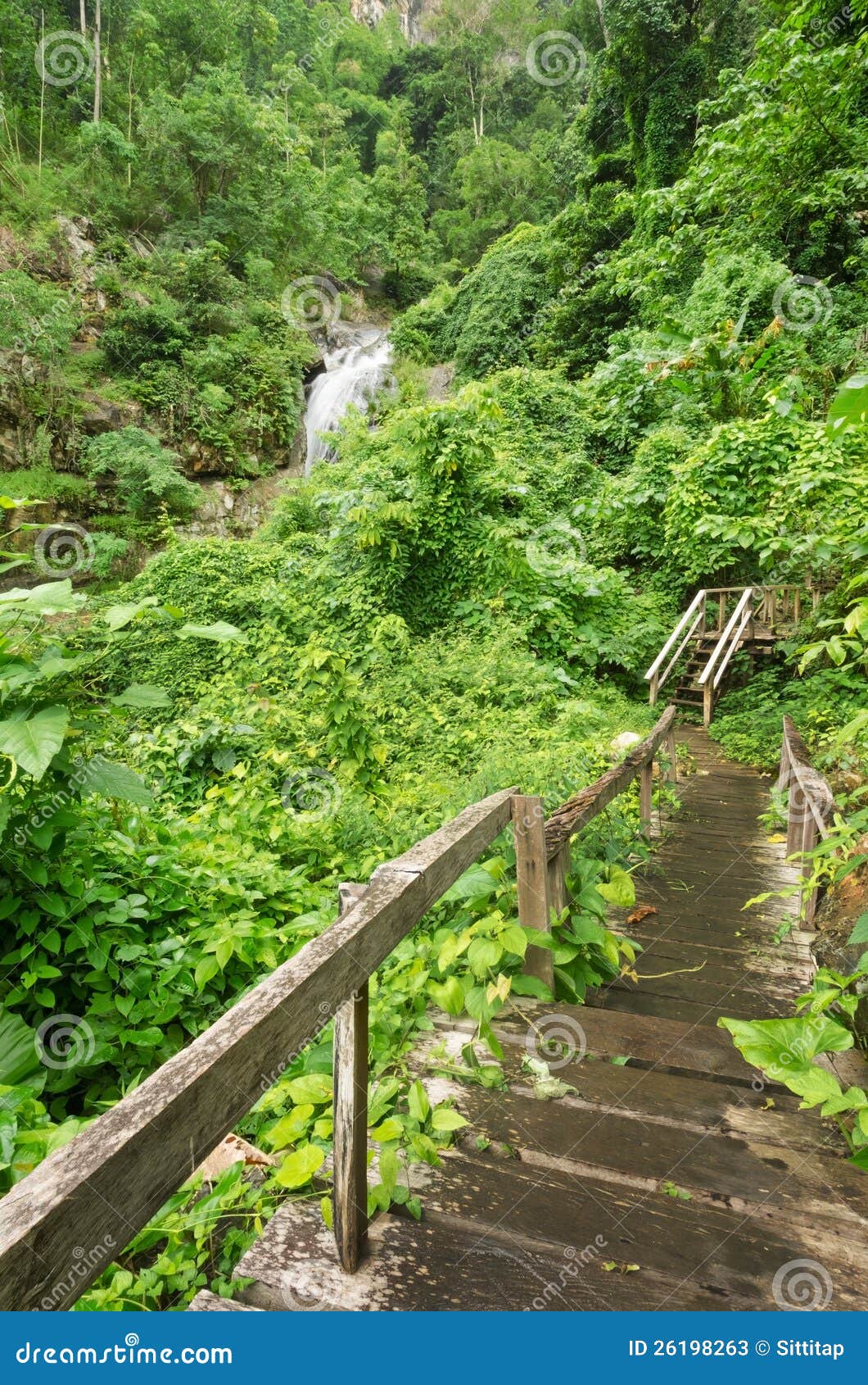 Tropiska regnskogar fotografering för bildbyråer. Bild av parkera ...