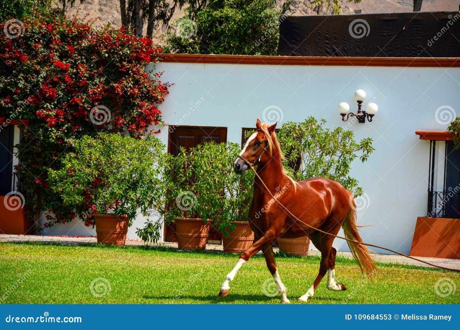 Trot stock image. Image of galloping, animal, trot, horse - 109684553