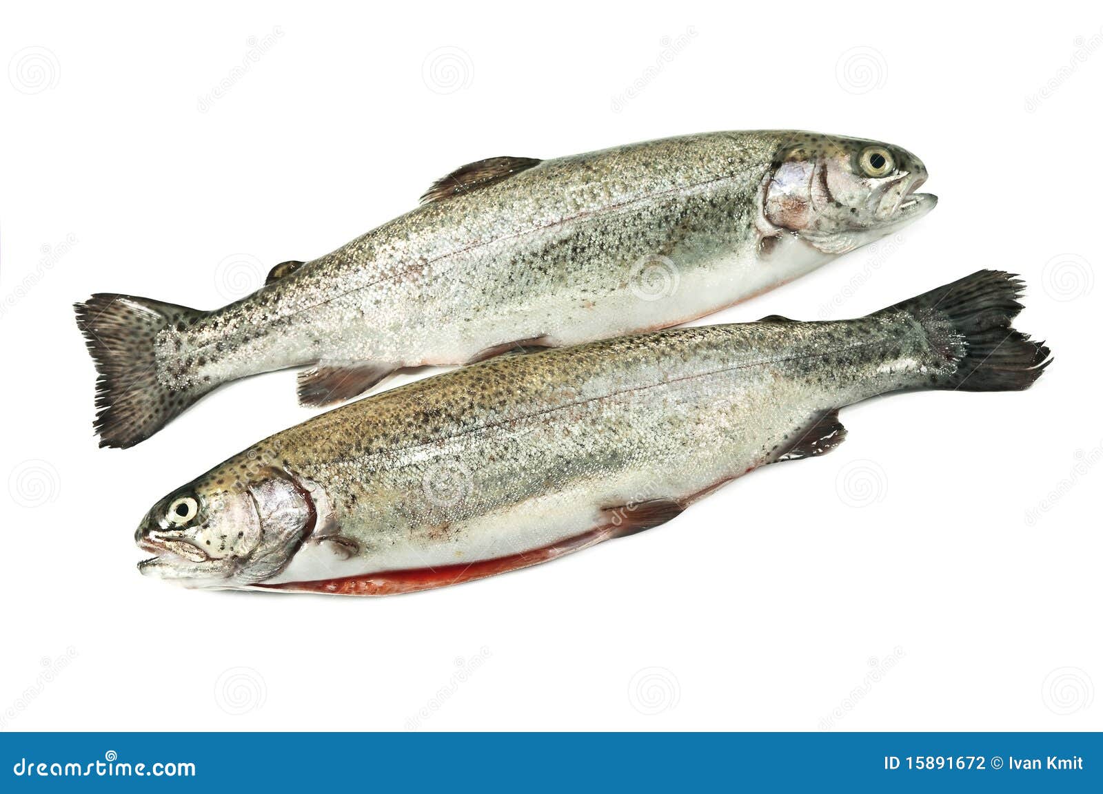 Trota fotografia stock. Immagine di isolato, freshwater - 15891672