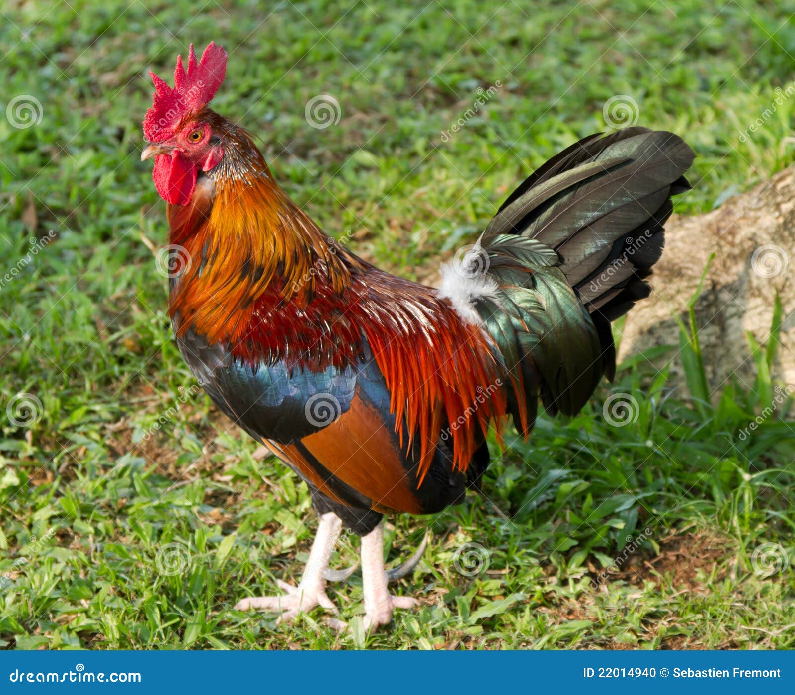 Trotse Haan stock foto. Image of hanen, kleurrijk, gregarisch - 22014940