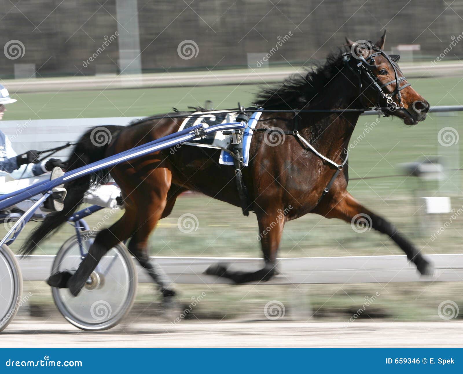 Trotter stock photo. Image of game, outdoor, race, close - 659346