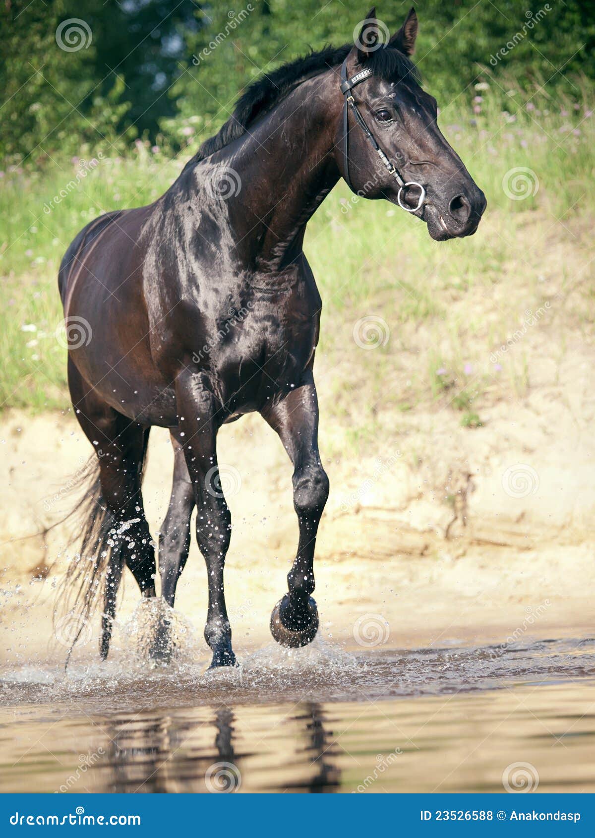 Trotting Black Stallion in Lake Stock Photo - Image of equitation, gulf ...