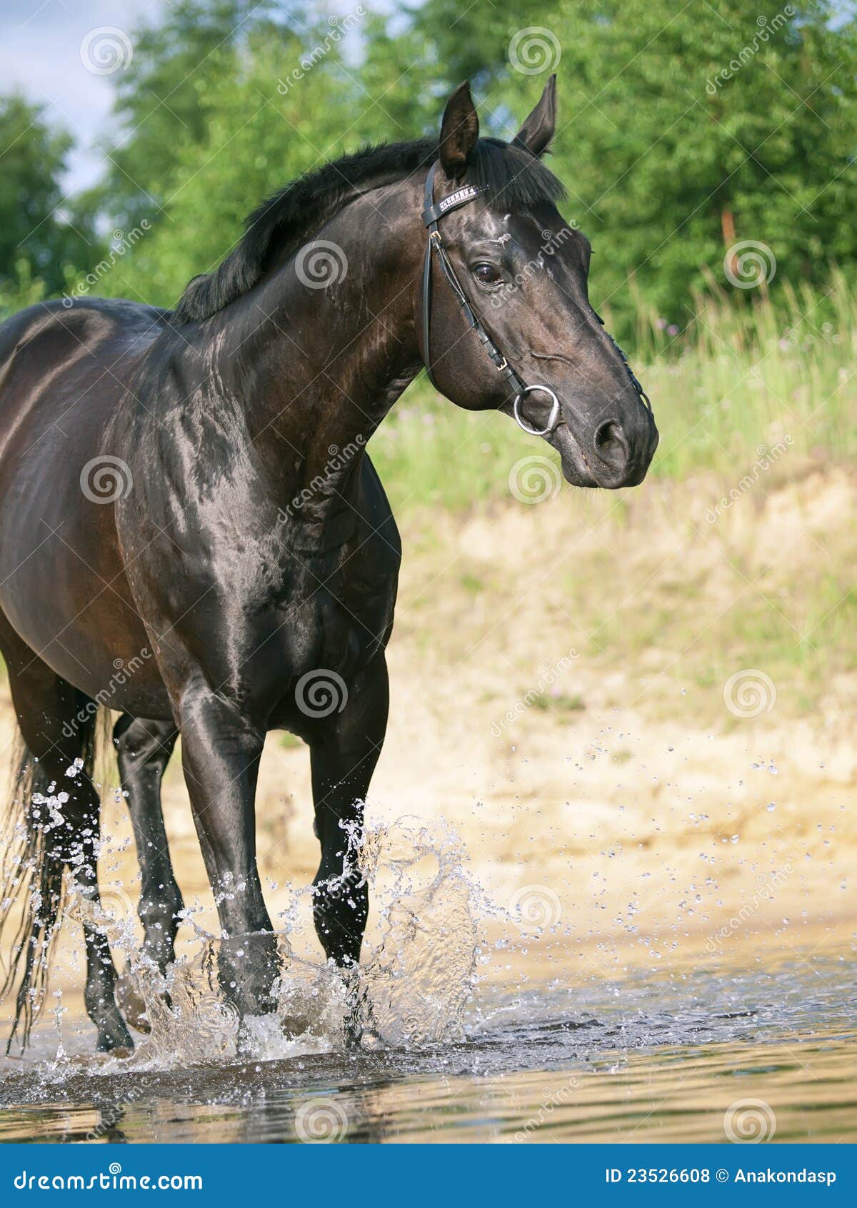 Trotting Black Stallion in Lake Stock Photo - Image of splash ...
