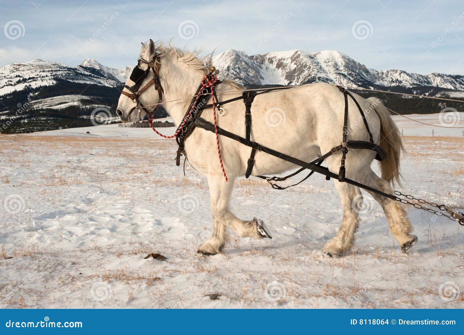 Trotting Draft Horse stock photo. Image of ranch, freezing - 8118064