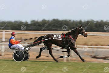Trotting horse stock image. Image of trotter, trot, betting - 1514863