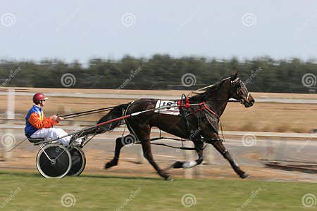Trotting horse stock image. Image of trotter, trot, betting - 1514863