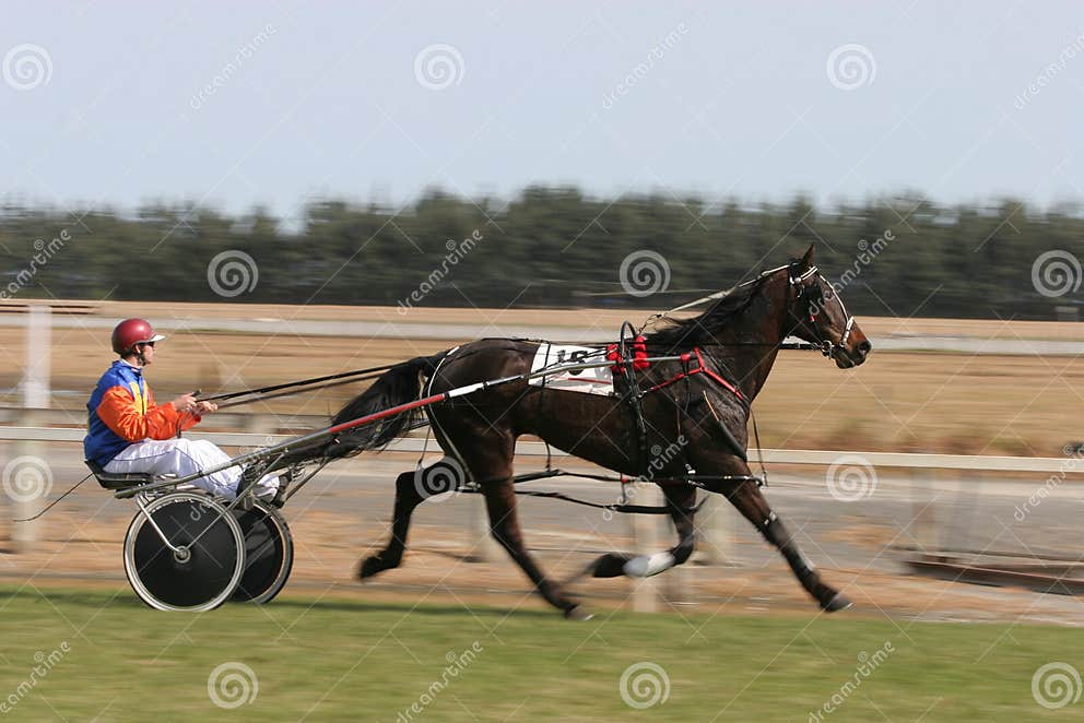Trotting horse stock image. Image of trotter, trot, betting - 1514863