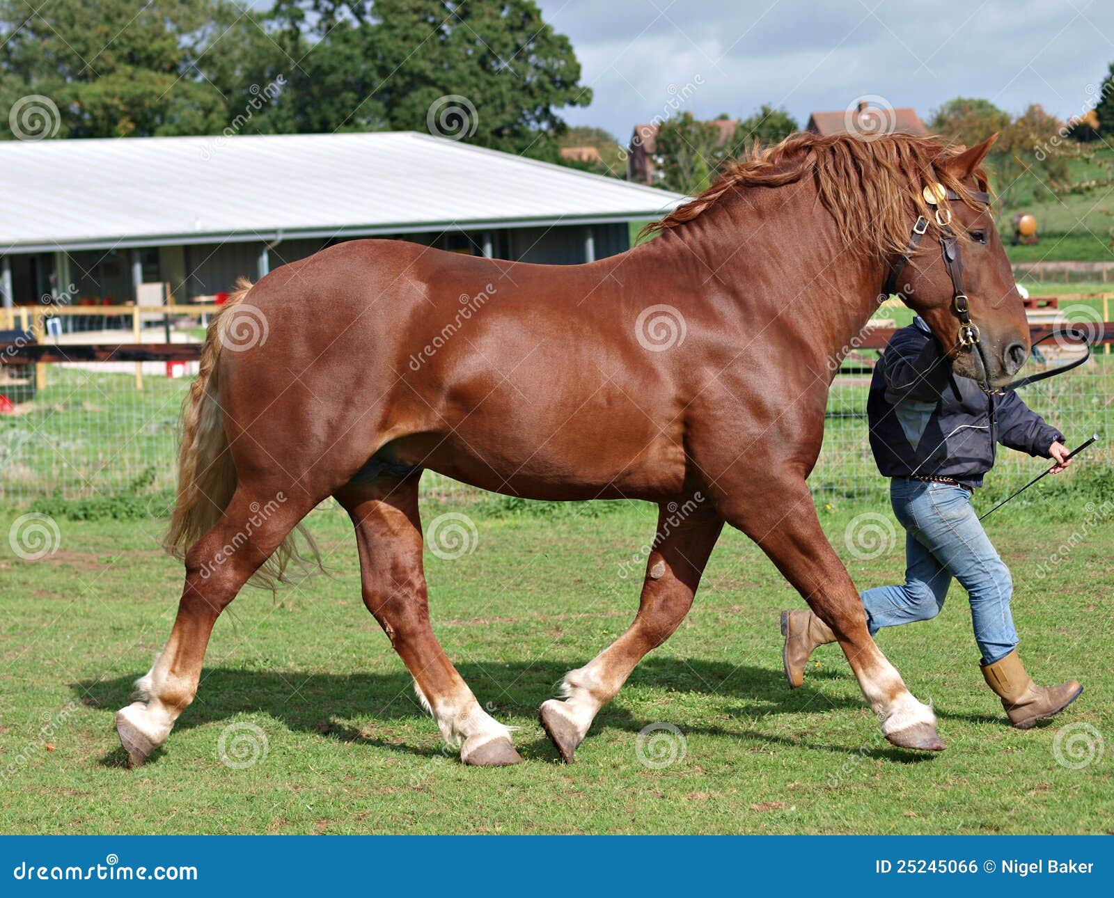 Trotting Horse stock photo. Image of stallion, trot, equine - 25245066