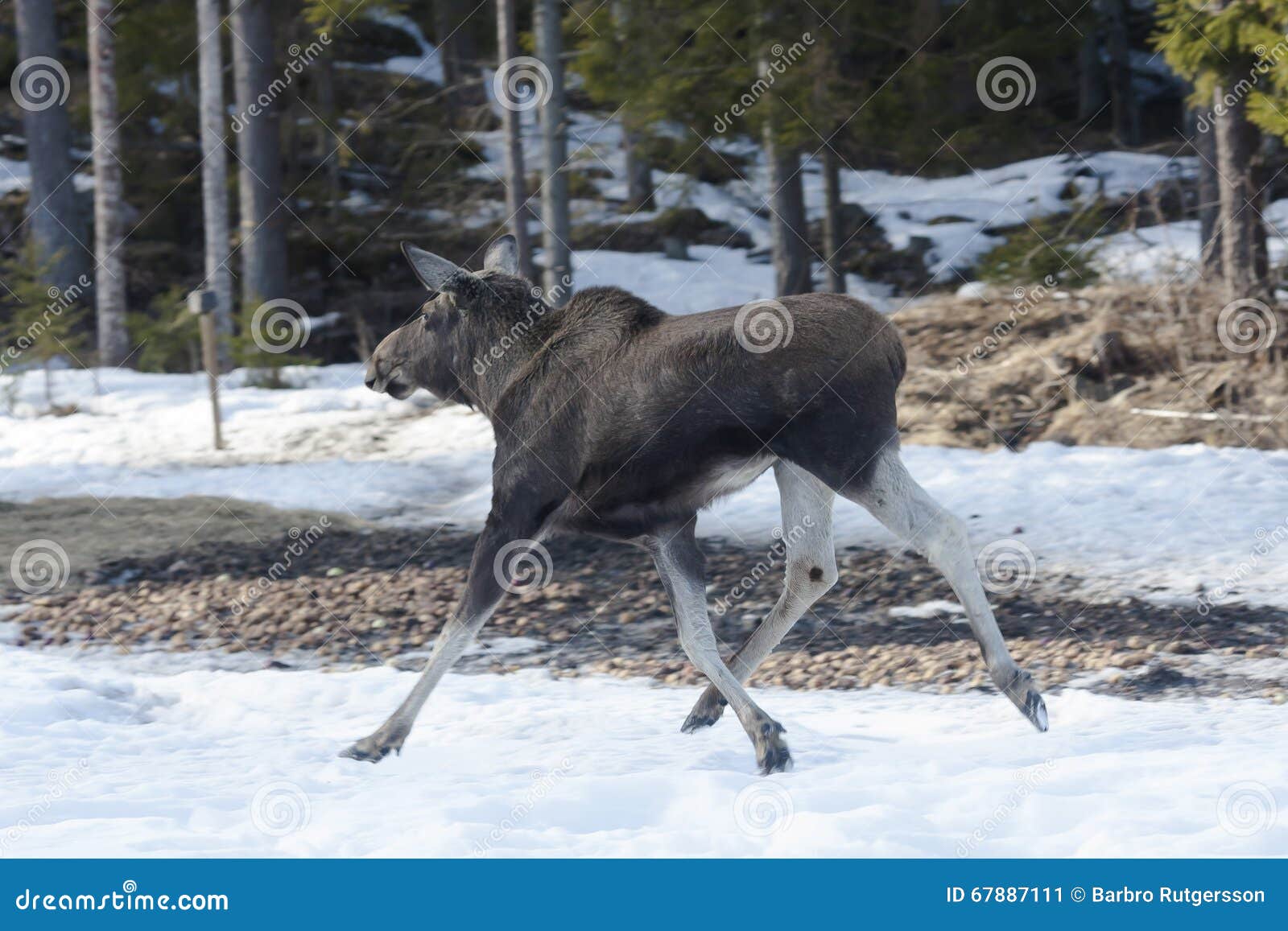 Trotting moose stock image. Image of moose, trot, female - 67887111