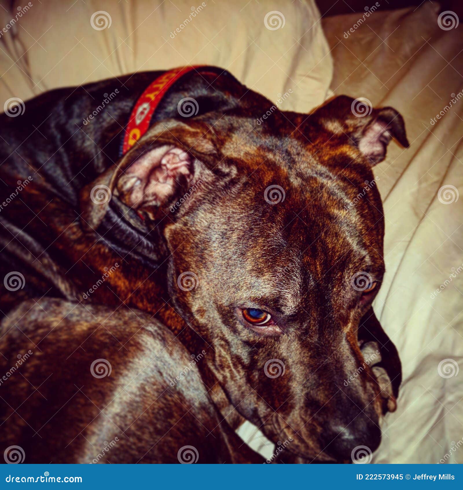 Trouble Maker the the Best Bad Dog in the World Stock Image - Image of ...