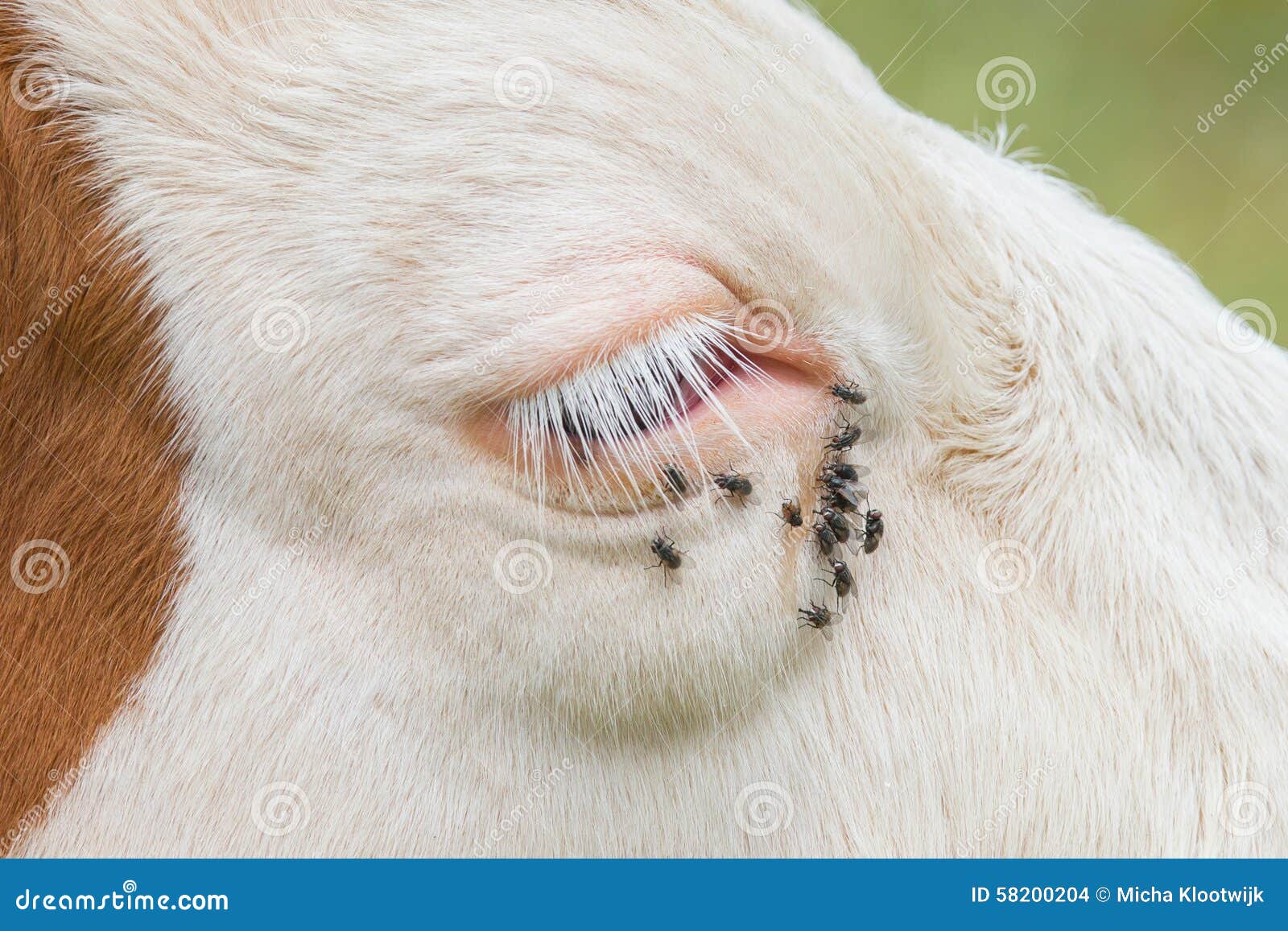 Troublesome Flies in the Cow S Eye Stock Photo - Image of infection ...