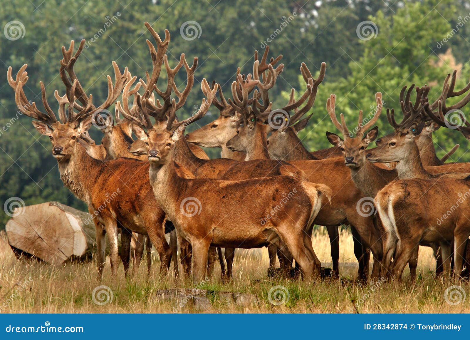 Troupeau De Cerfs Communs Rouges Photo stock - Image du angleterre ...