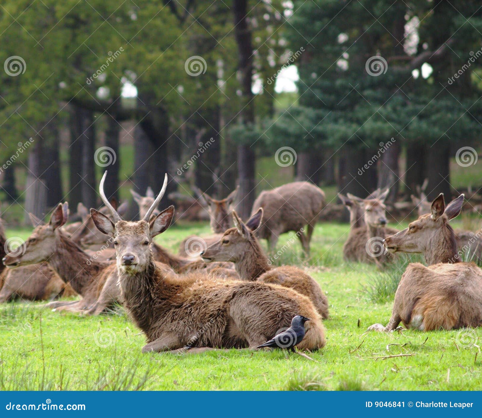 Troupeau De Cerfs Communs Rouges (Cervus Elaphus) Image stock - Image ...