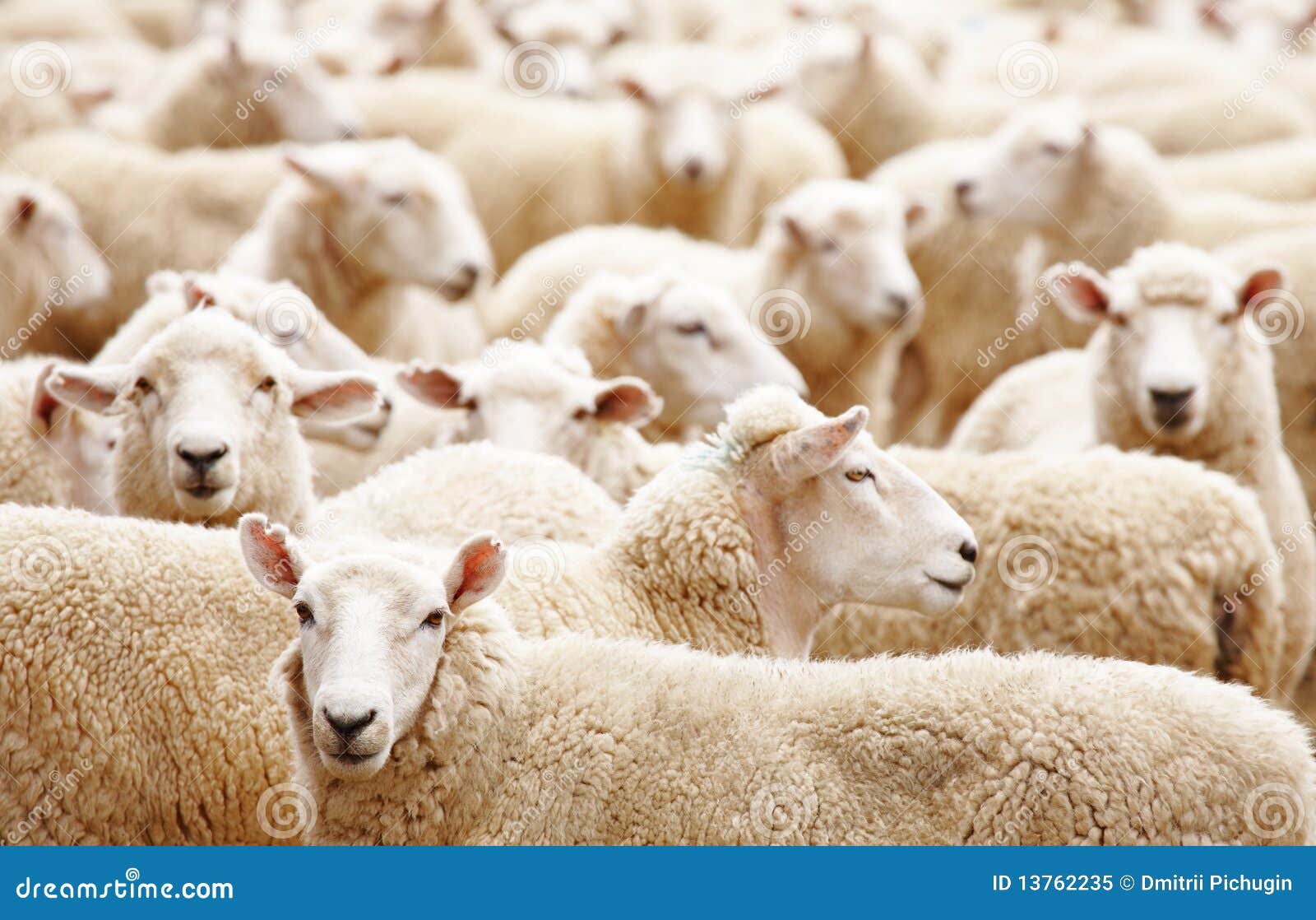 Troupeau de moutons image stock. Image du agneau, pâturage - 13762235