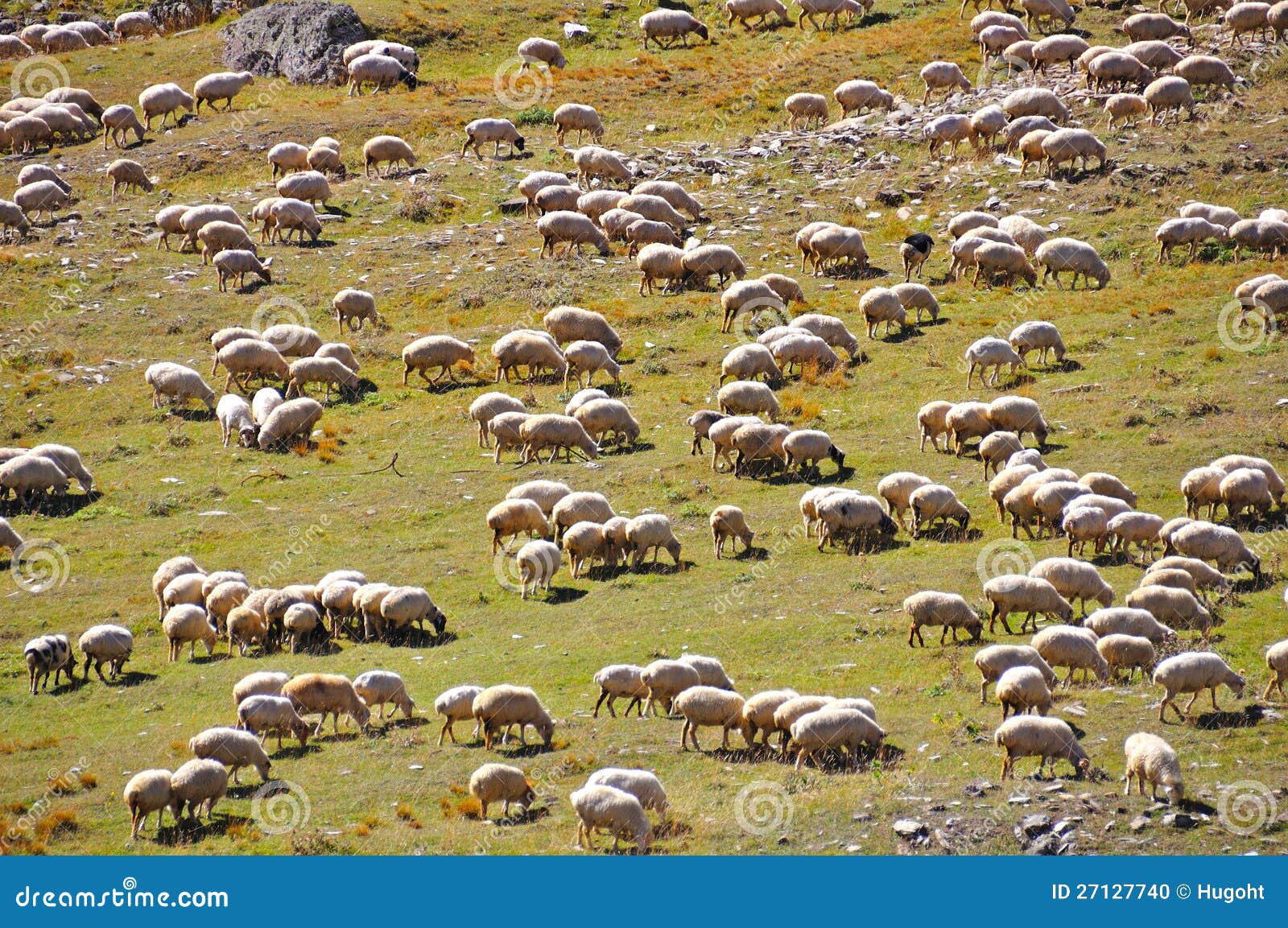 Troupeau de moutons photo stock. Image du herbe, mouton - 27127740