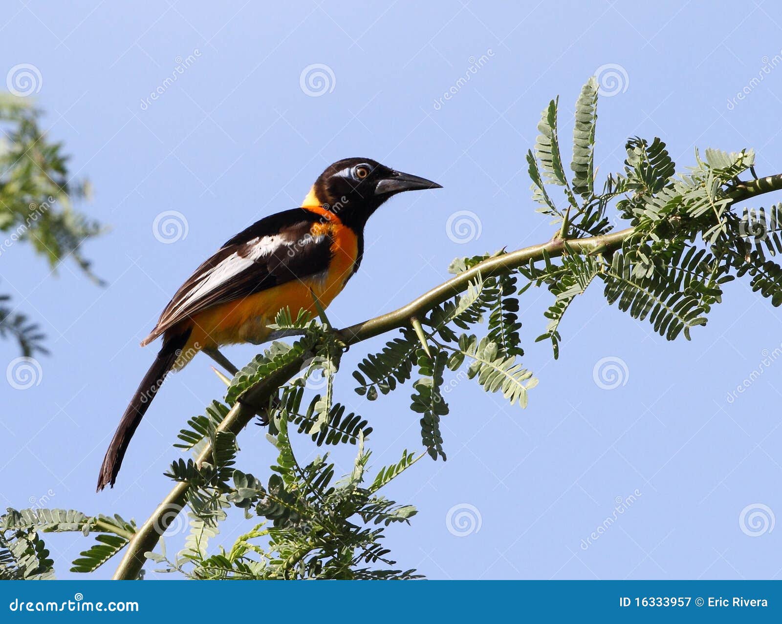 Troupial stock image. Image of blue, perch, world, rico - 16333957