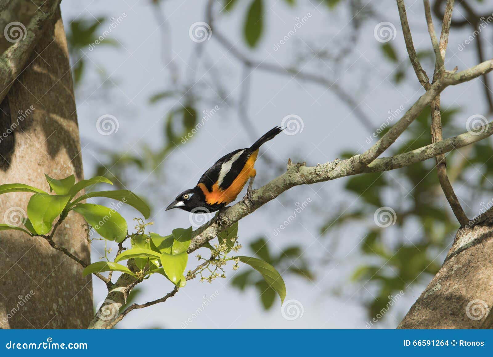 Troupial foto de archivo. Imagen de pluma, amarillo, primer - 66591264