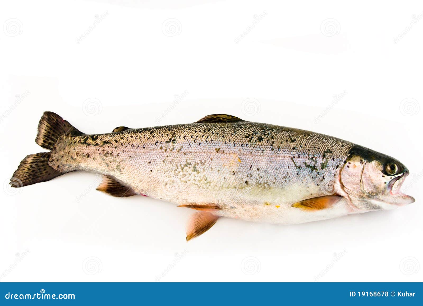Trout stock photo. Image of industry, trout, fish, horizontal - 19168678
