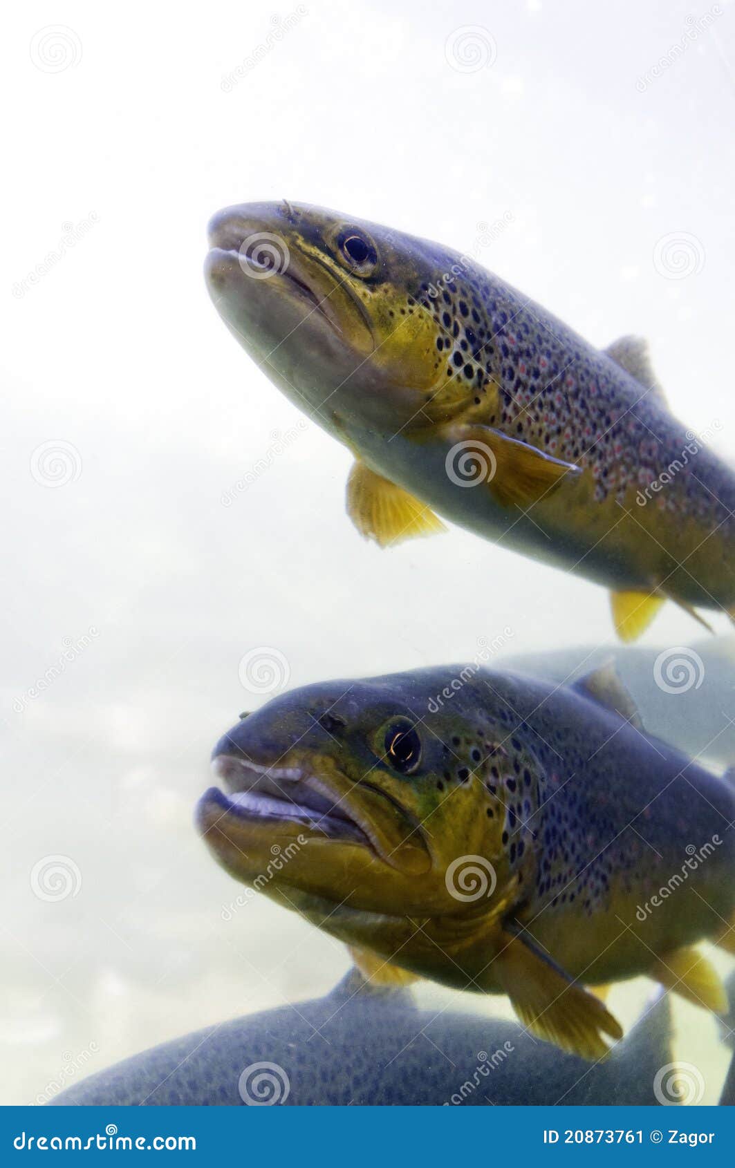 Trout stock image. Image of underwater, swimming, riverbed - 20873761
