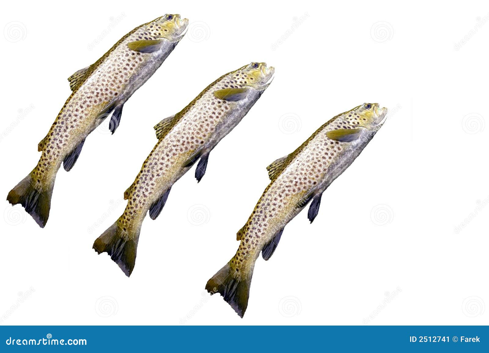 Closeup Rainbow Trout Tail Fins Stock Photos - Free & Royalty-Free ...