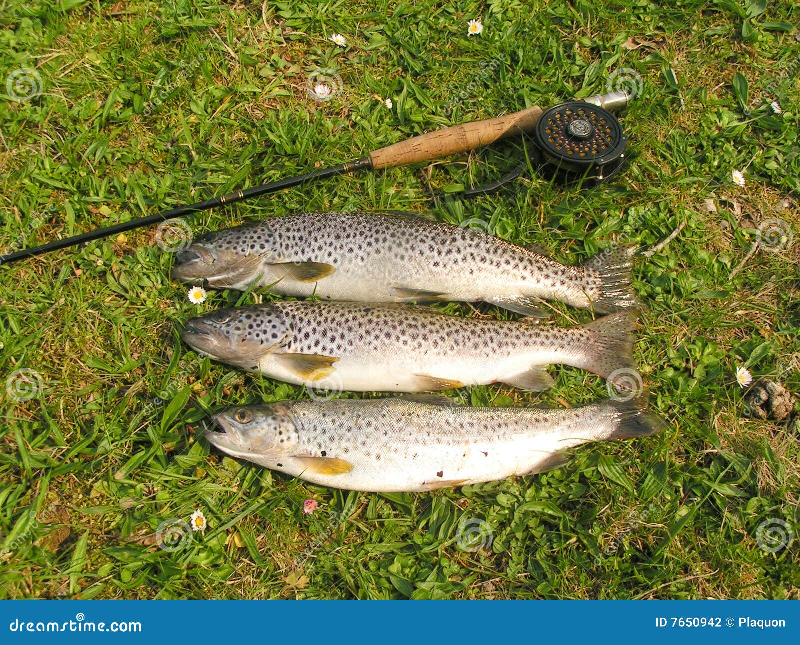 Trout stock photo. Image of fish, fishing, fisherman, industry - 7650942