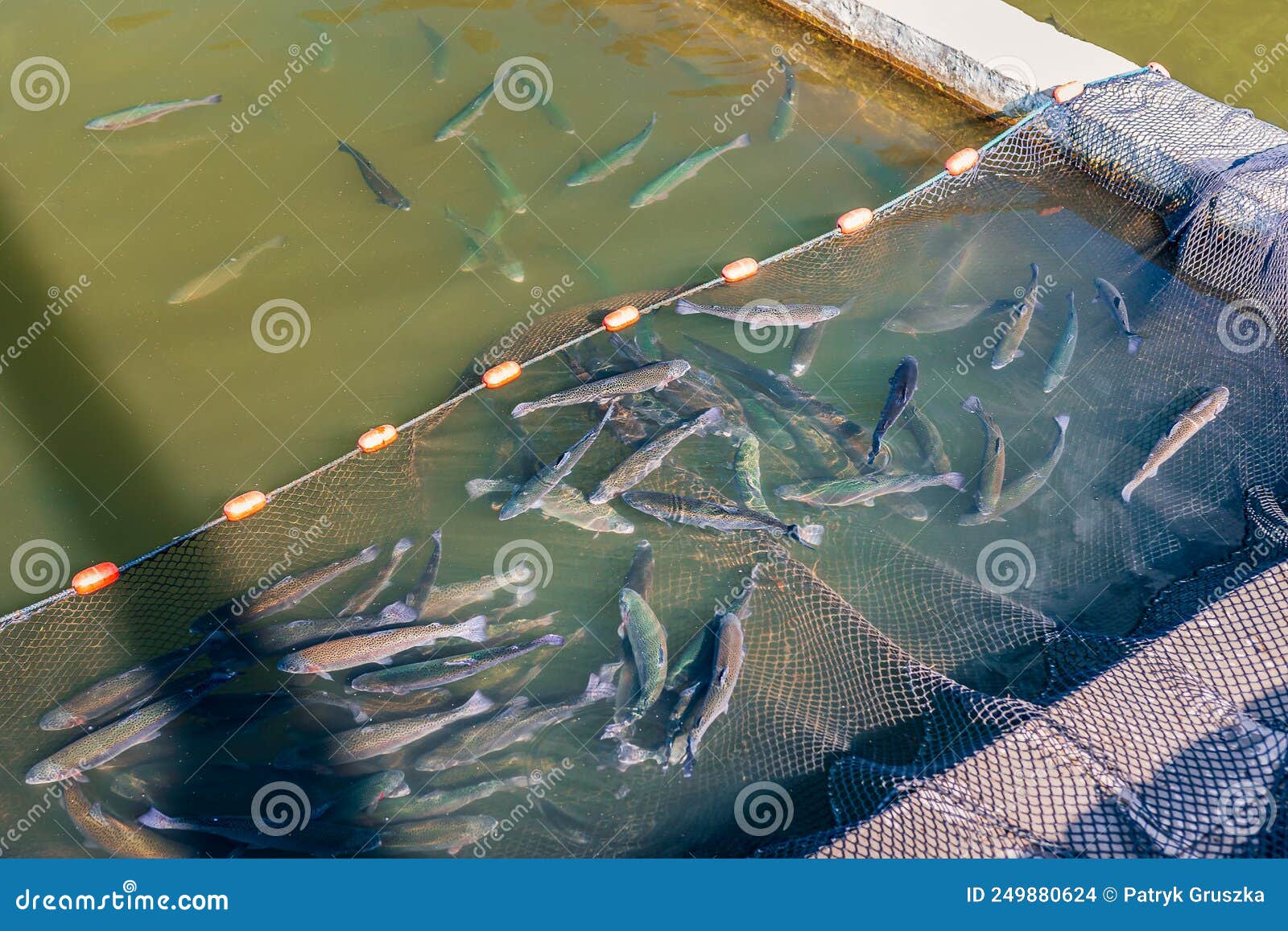 Trout in the breeding pool stock photo. Image of agriculture - 249880624