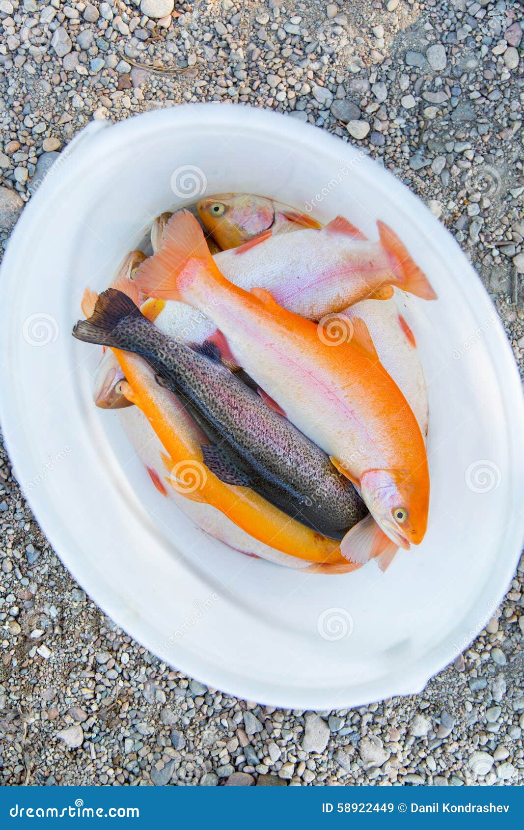 Trout stock image. Image of underwater, bucket, hobbies - 58922449