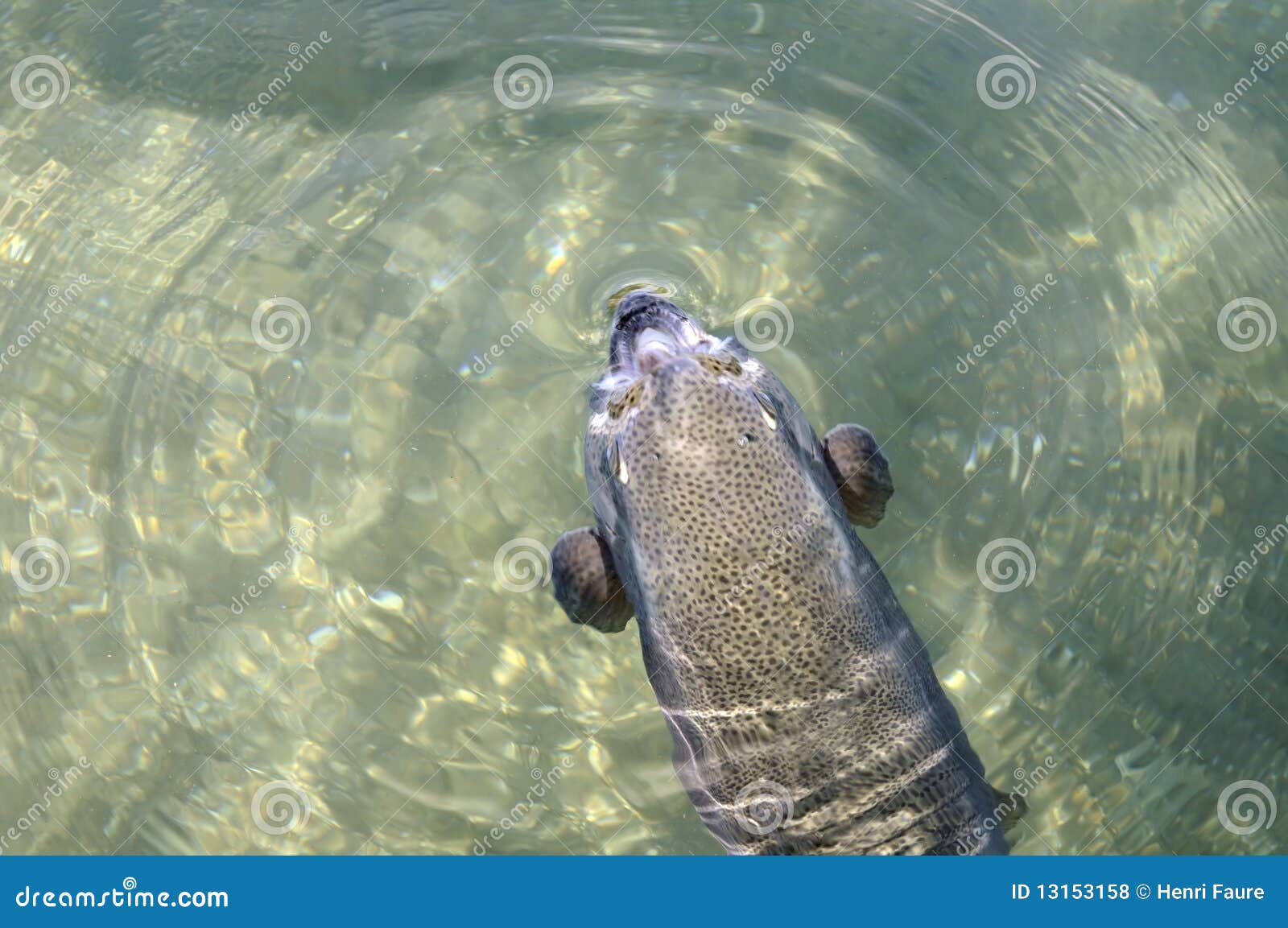 Trout catching an insect stock photo. Image of catch - 13153158