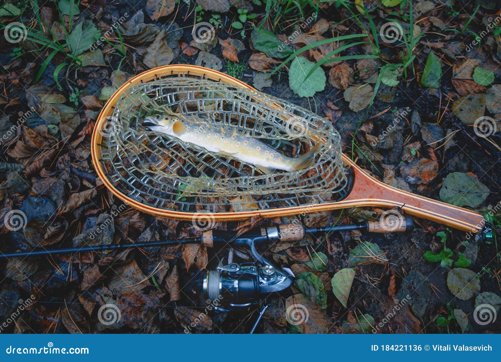 Trout Caught in Landing Net. Fishing for Trout Stock Photo - Image of ...