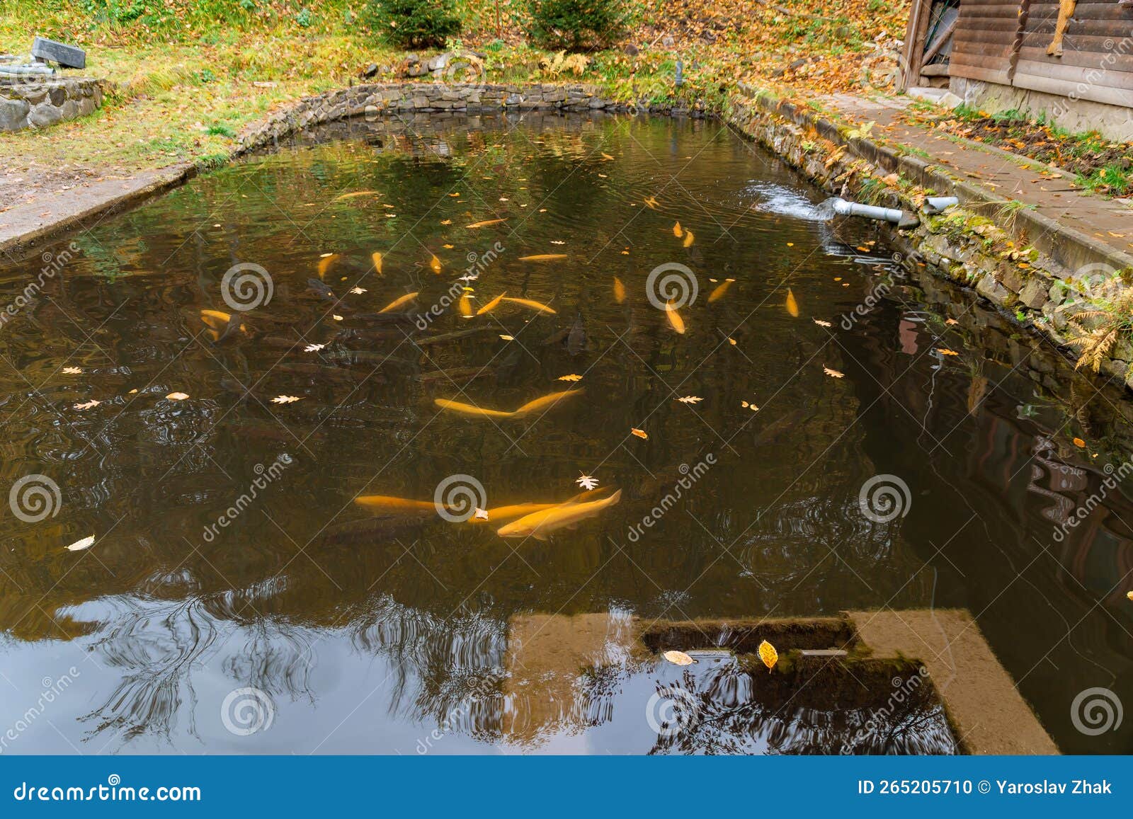 Trout and Char in the Fish Pool. Stock Photo - Image of hook, troll ...