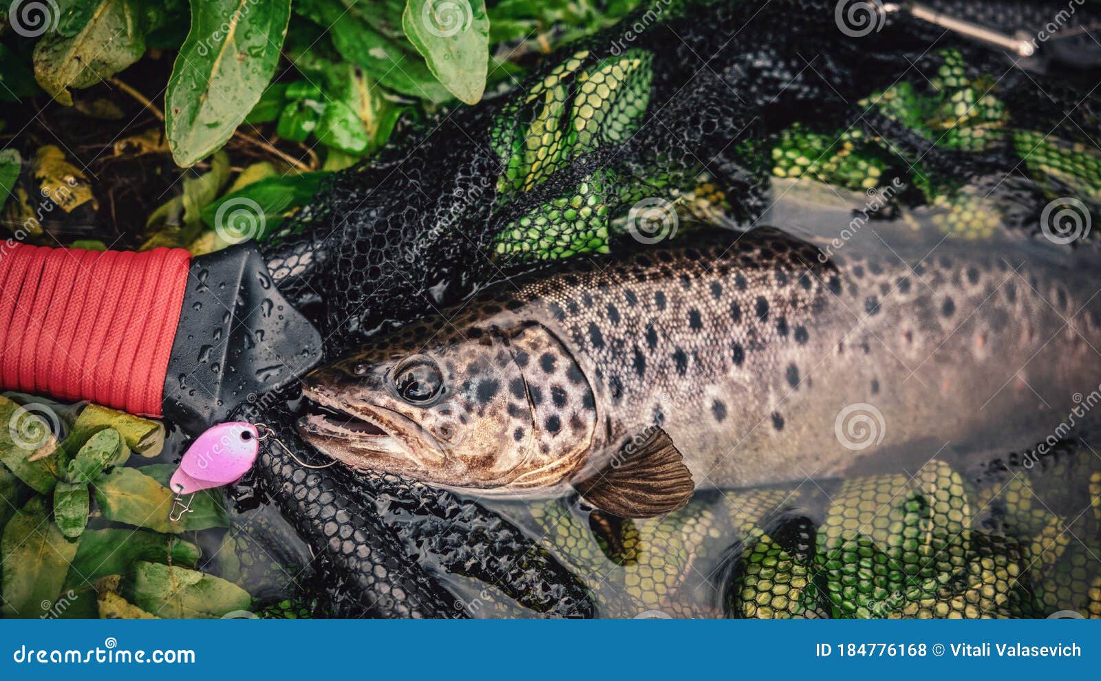 Trout in clear river water stock photo. Image of fishing - 184776168