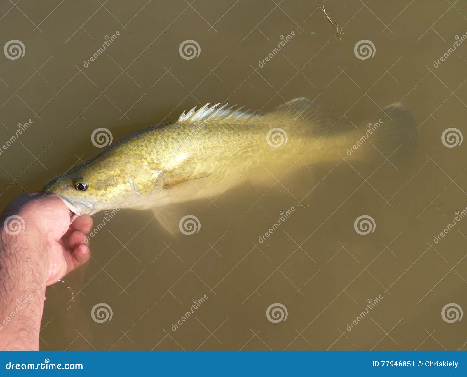 Trout Cod stock image. Image of pass, river, give, captured - 77946851