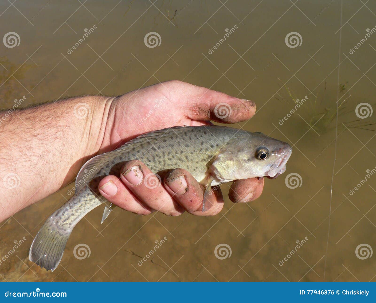 Trout Cod Fish stock photo. Image of moama, captured - 77946876