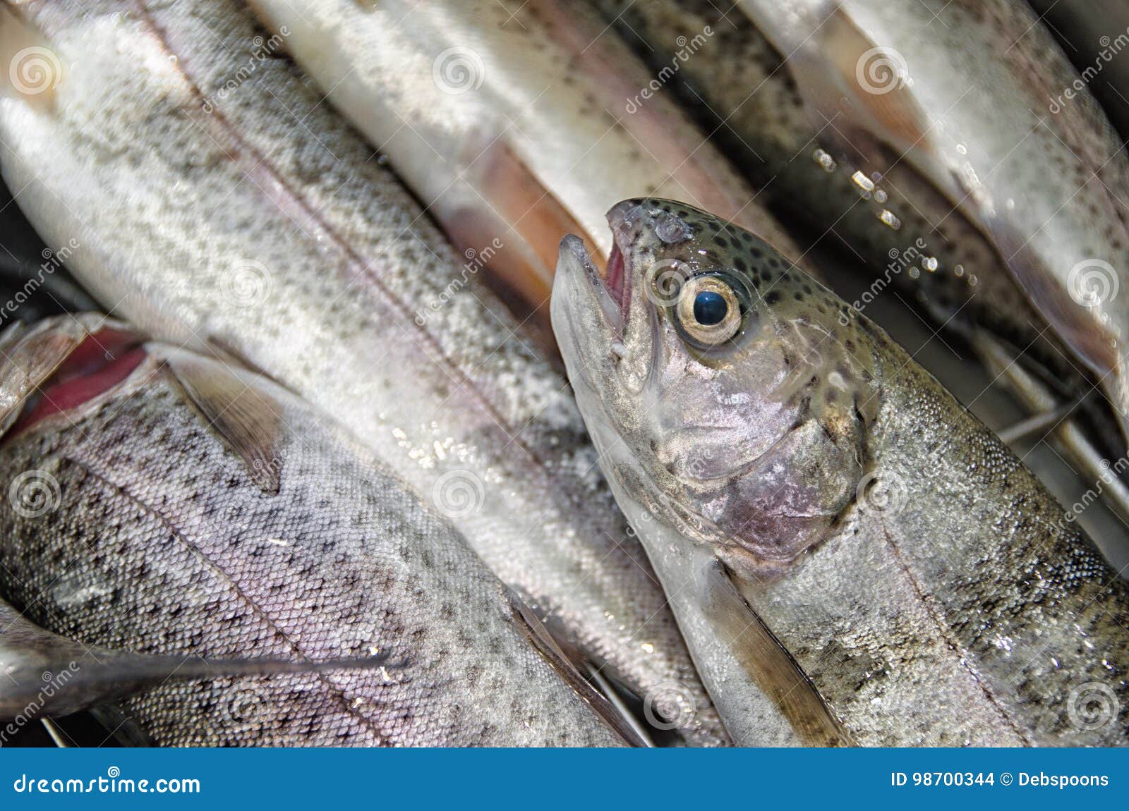 Trout for dinner stock photo. Image of natural, fishing - 98700344