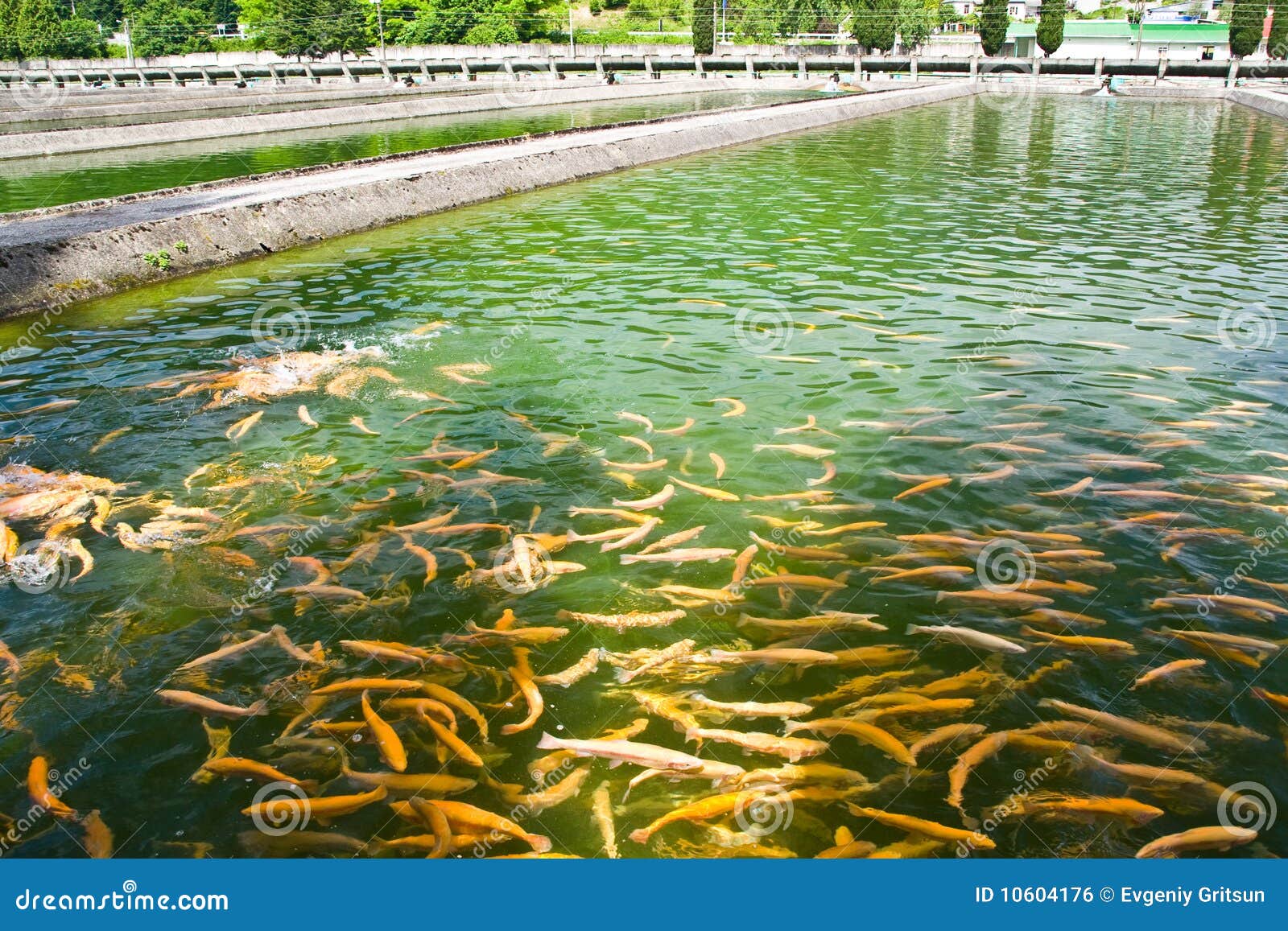 Trout economy stock photo. Image of nature, farm, farming - 10604176