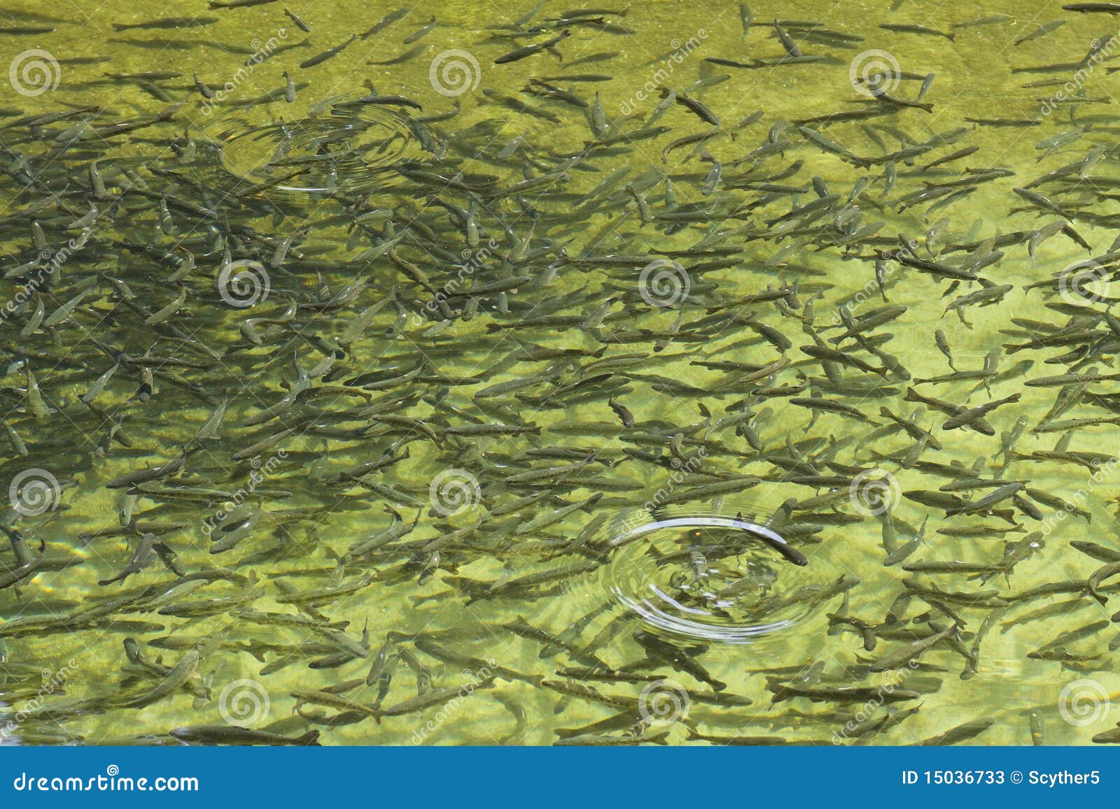 Trout Farm. Feeding Fish Stock Photo | CartoonDealer.com #159116304