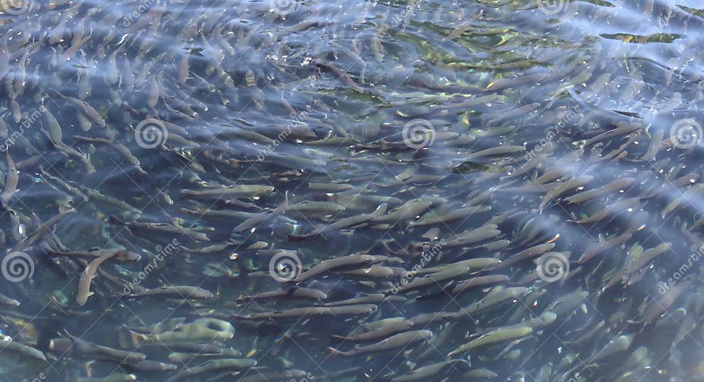 Trout farm stock image. Image of farming, animals, group - 20094973