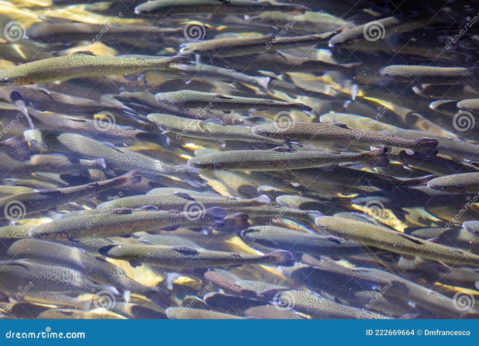 Trout Farming in Mountain Streams Stock Photo - Image of cultivation ...