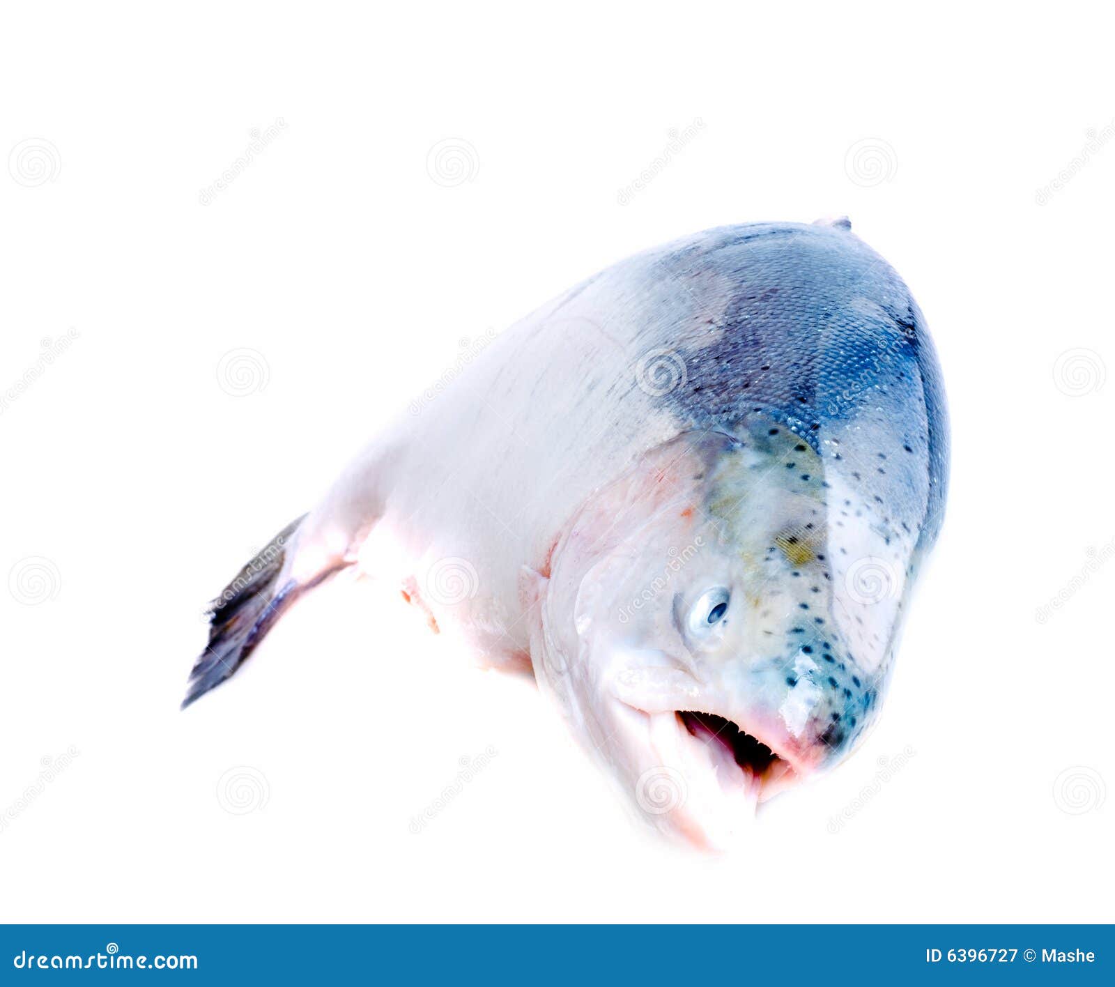 Trout fish stock image. Image of dead, rainbow, isolated - 6396727