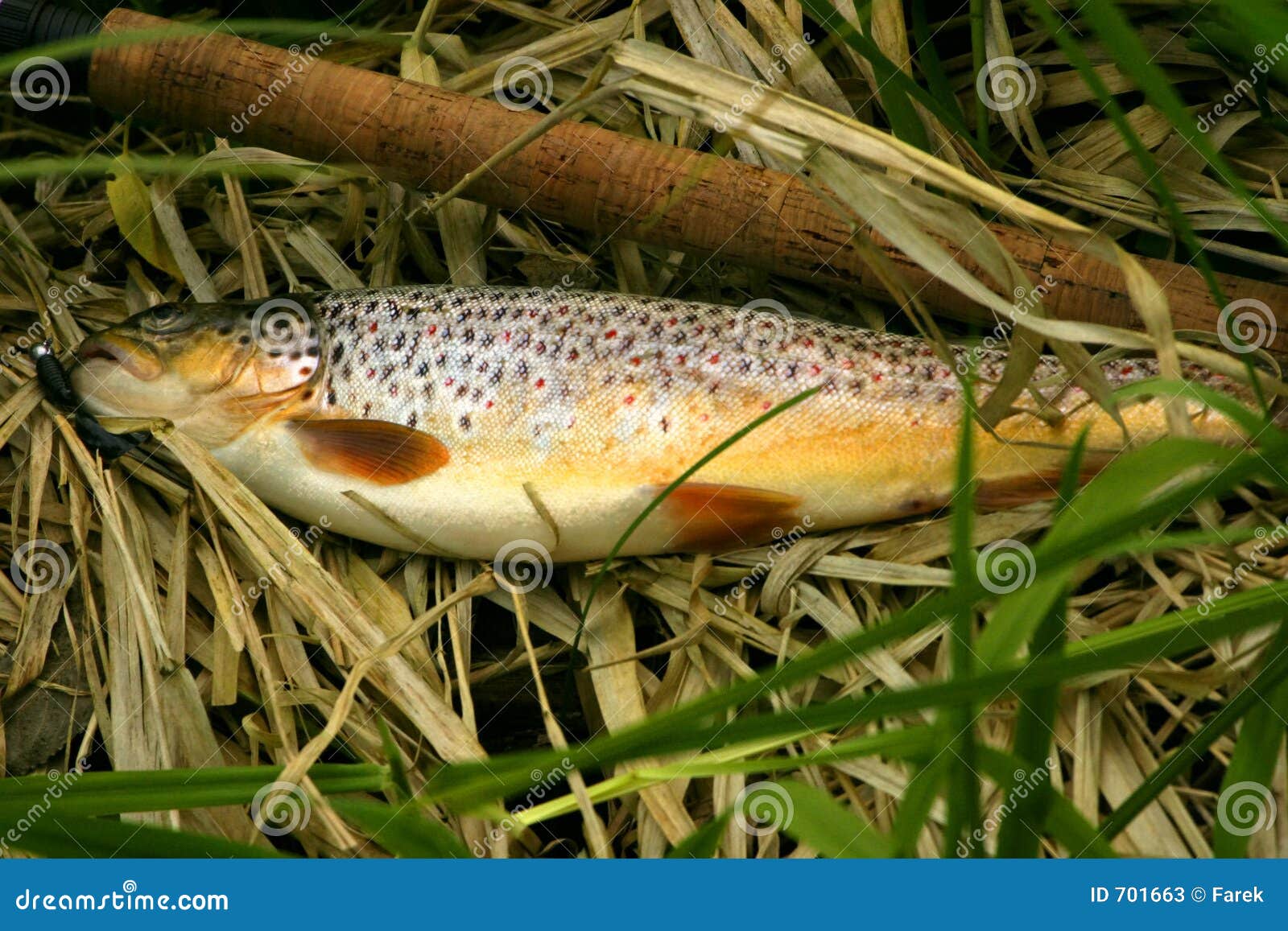 Trout fish stock image. Image of casting, hobbies, browntrout - 701663