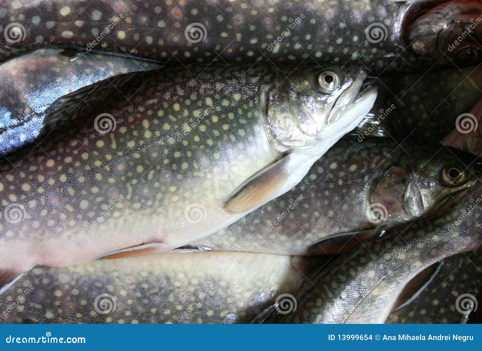 Trout fish background stock photo. Image of delicious - 13999654