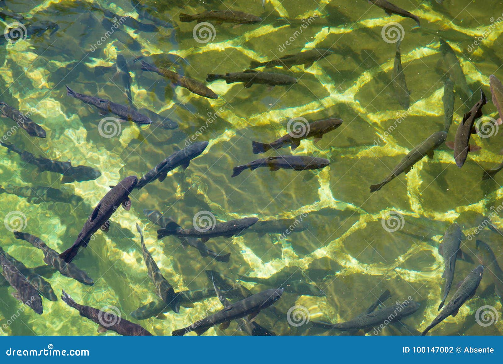 Trout in a fish farm stock photo. Image of outdoor, animal - 100147002